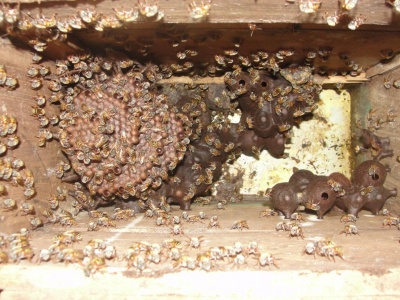 Abeja sin aguijón - EcuRed