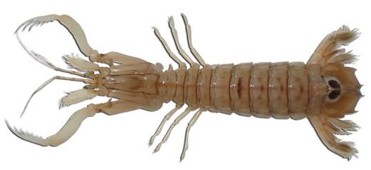 Squilla mantis - EcuRed