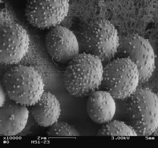 Trichoderma asperellum - EcuRed