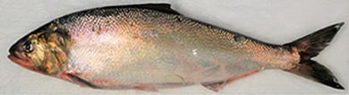 Alosa alosa - EcuRed