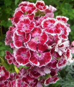 Clavel - EcuRed