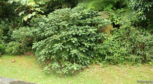 Ficus grossularioides - EcuRed