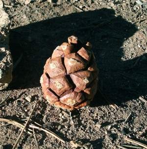 Pinus edulis - EcuRed