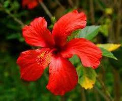 Flora terrestre - EcuRed