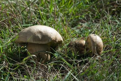 Boletus radicans - EcuRed