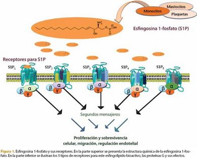 Esfingosina-1-fosfato - EcuRed