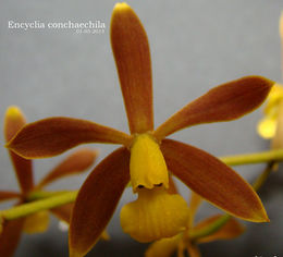 Encyclia conchaechila - EcuRed