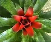 Flora terrestre - EcuRed