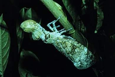 Mariposa caimán o machaca - EcuRed