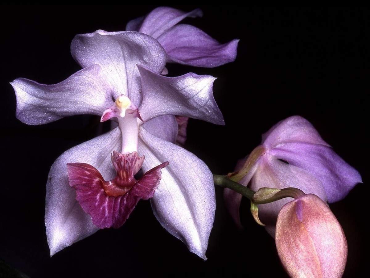 Aganisia cyanea - EcuRed