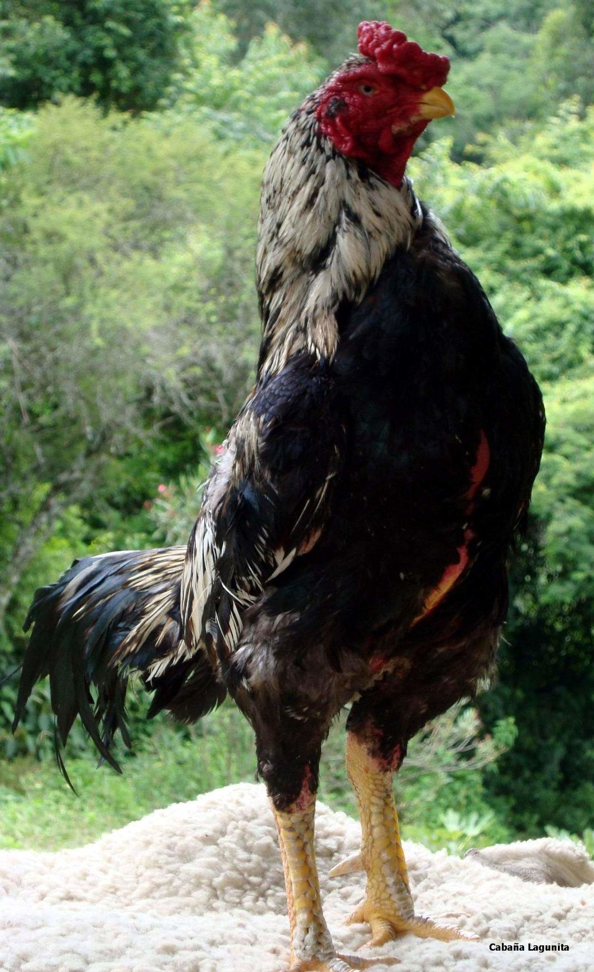 Gallo calcuta - EcuRed