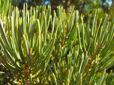 Pinus edulis - EcuRed