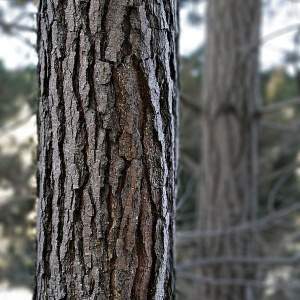 Pinus radiata - EcuRed