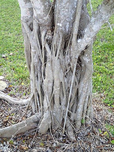 Ficus aurea - EcuRed