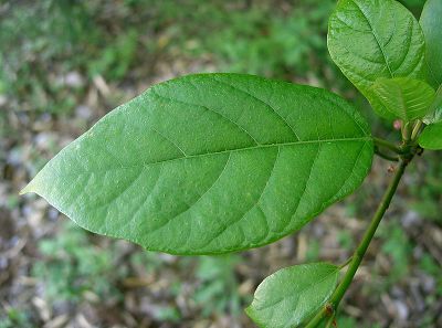 Ficus erecta - EcuRed