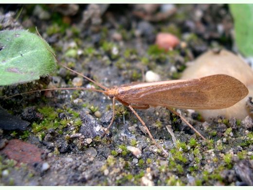 Friganea limnefílida - EcuRed