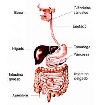 Digestión humana - EcuRed
