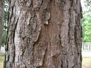 Pinus rigida - EcuRed
