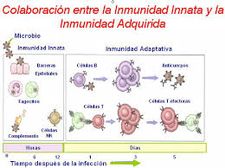 Inmunidad innata - EcuRed