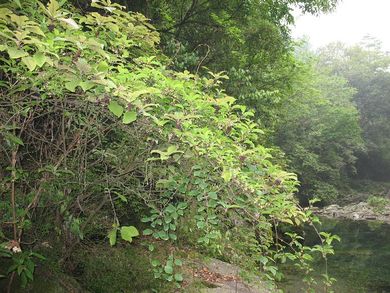 Ficus heteromorpha - EcuRed