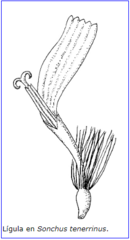 Lígula (botánica) - EcuRed