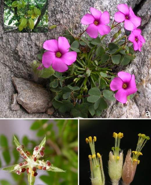 Oxalidaceae - EcuRed