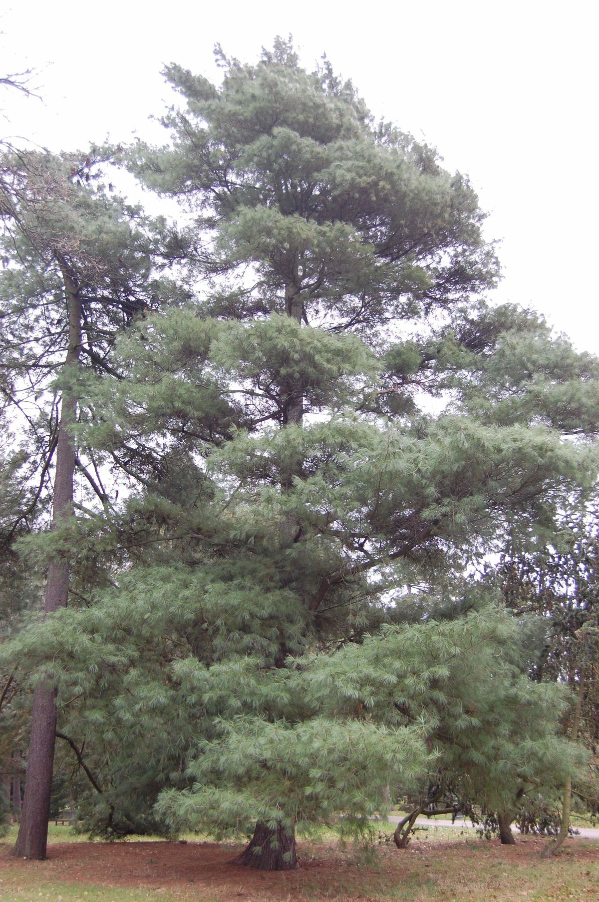 Pinus ayacahuite - EcuRed