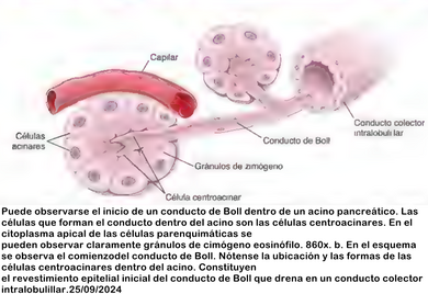 Células acinares del páncreas - EcuRed