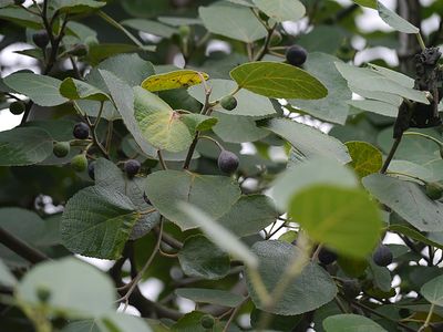 Ficus palmata - EcuRed
