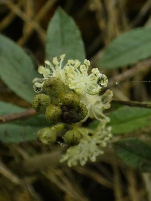 Croton spurcus - EcuRed