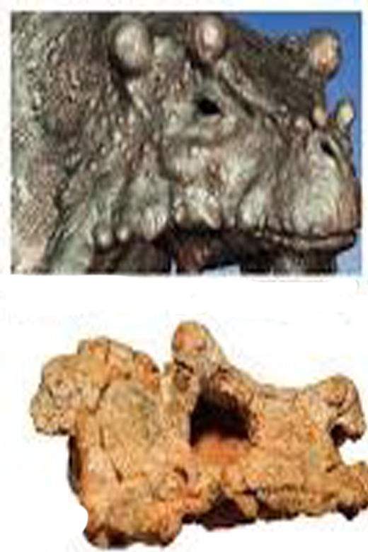 Bunostegos akokanensis - EcuRed
