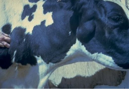 Leucosis Bovina - EcuRed