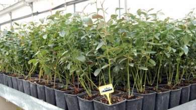 Vaccinium corymbosum - EcuRed