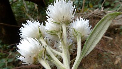 Coronidium elatum - EcuRed