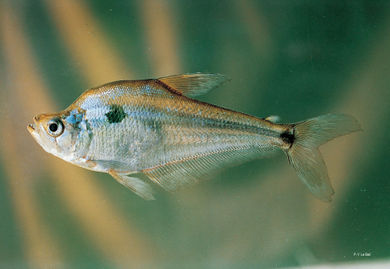 Charax pauciradiatus - EcuRed