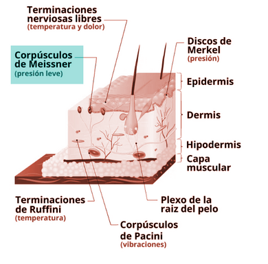 Corpúsculos de Meissner - EcuRed