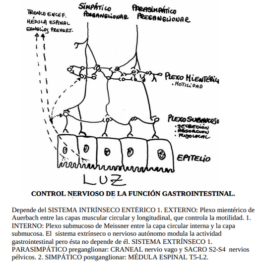 Plexo de Auerbach - EcuRed