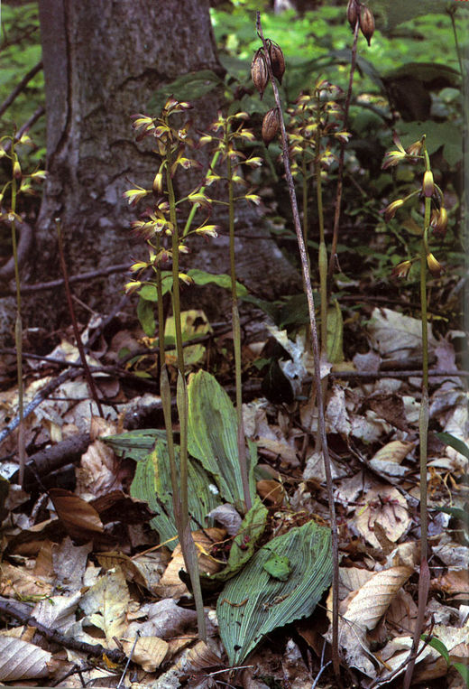 Aplectrum hyemale - EcuRed