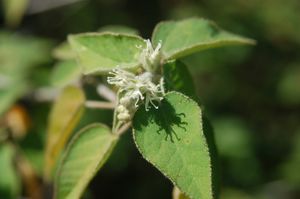 Croton humilis - EcuRed
