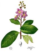 Banaba - EcuRed