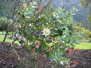 Protea aurea - EcuRed