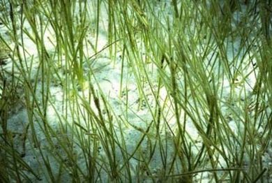 Halodule wrightii - EcuRed