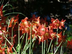 Hippeastrum striatum - EcuRed