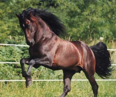 Caballo - EcuRed