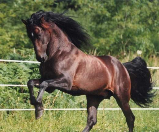 Caballo - EcuRed