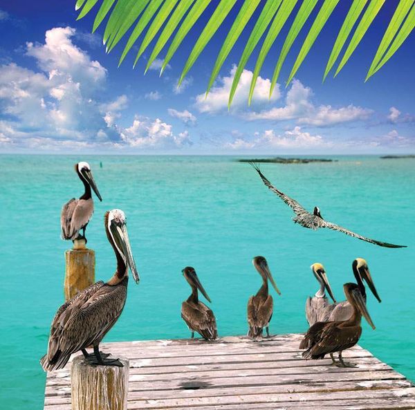Parque Nacional Isla Contoy - EcuRed