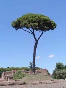 Pinus pinea - EcuRed