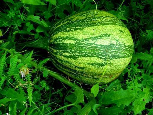 Cucurbita moschata - EcuRed