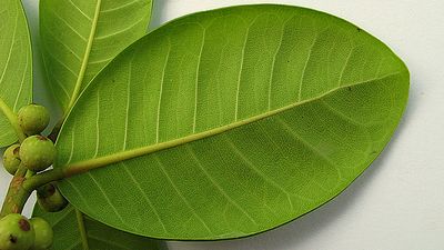 Ficus bahiensis - EcuRed