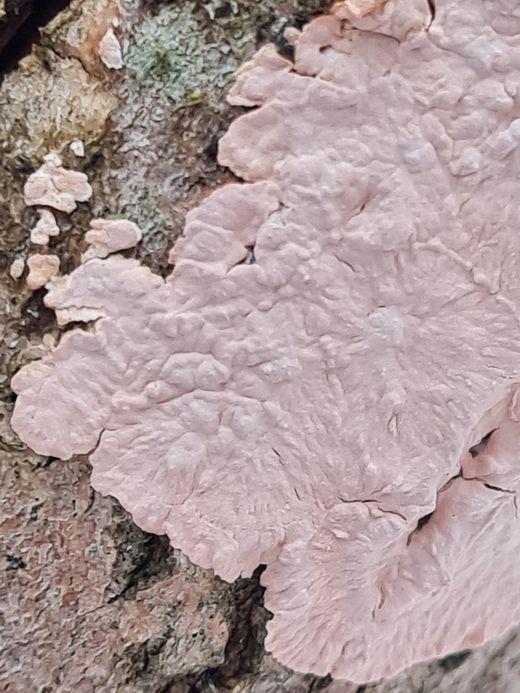 Corticium roseum - EcuRed